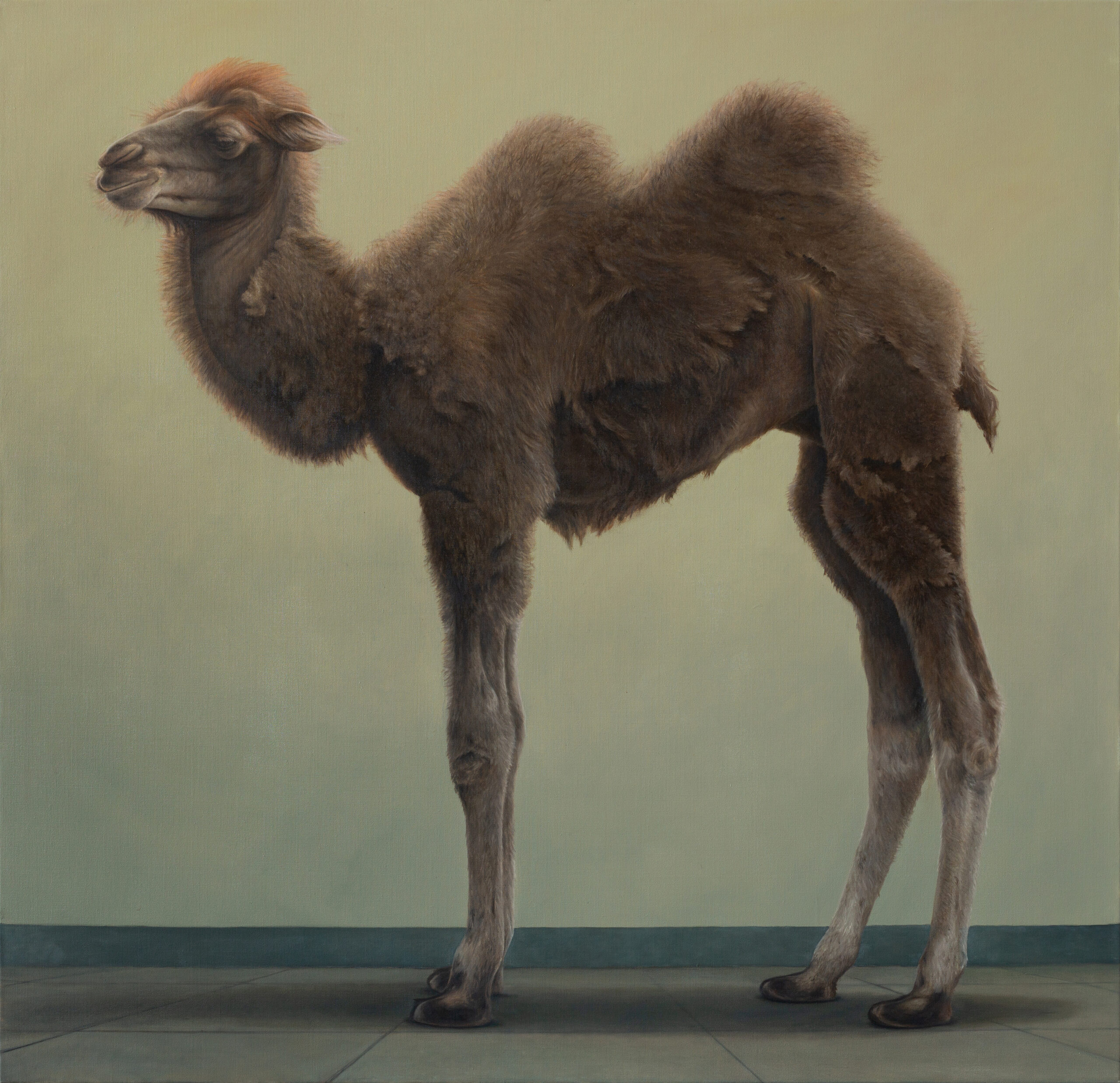 Kamelkalb - Bart Koning